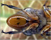 CDFA - PDCP - GWSS Photos