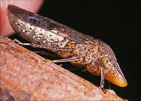 CDFA - PDCP - GWSS Photos