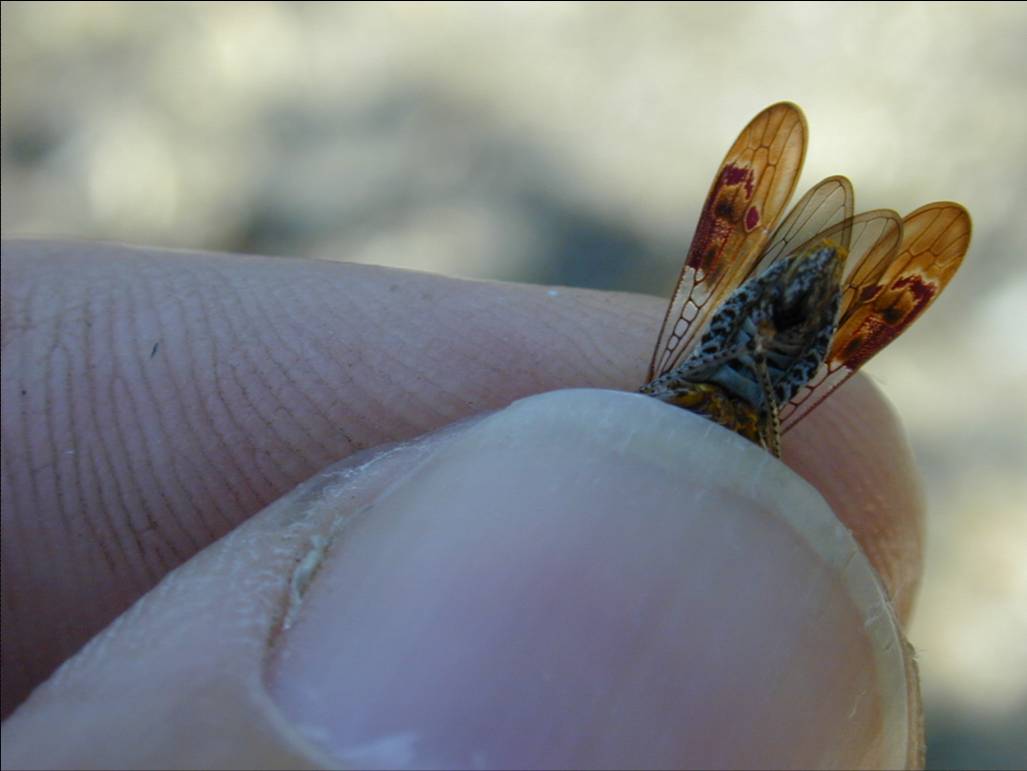 CDFA - PDCP - GWSS Photos