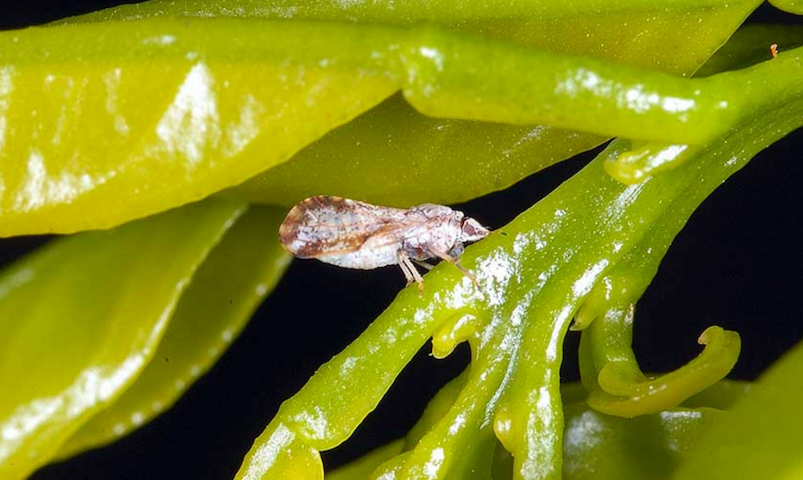 CDFA - Plant Health - Asian Citrus Psyllid / Huanglongbing