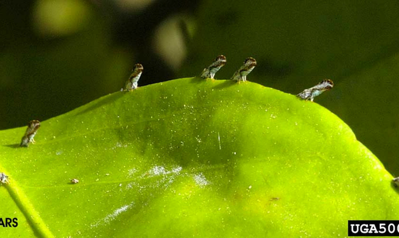 CDFA - Plant Health - Asian Citrus Psyllid / Huanglongbing