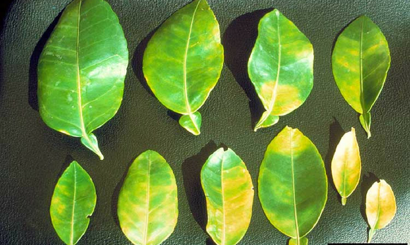 CDFA - Plant Health - Asian Citrus Psyllid / Huanglongbing