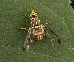 CDFA - Invasive Fruit Fly Quarantines in California