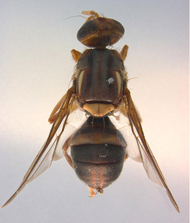 CDFA - Invasive Fruit Fly Quarantines in California