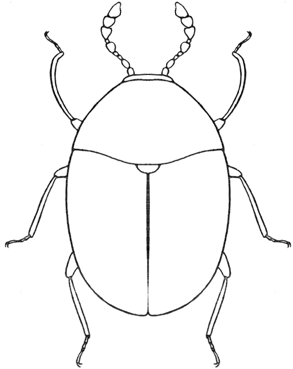 CDFA - Plant Health - PPD - Entomology/Coleoptera
