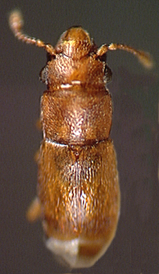 CDFA - Plant Health - PPD - Entomology/Coleoptera