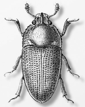 CDFA - Plant Health - PPD - Entomology/Coleoptera