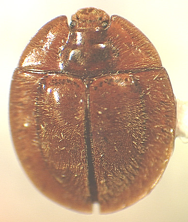 CDFA - Plant Health - PPD - Entomology/Coleoptera